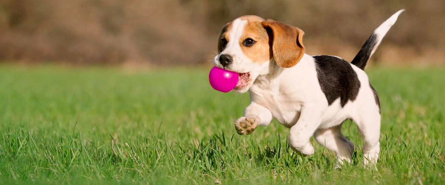 Beagle - Razas de Perros