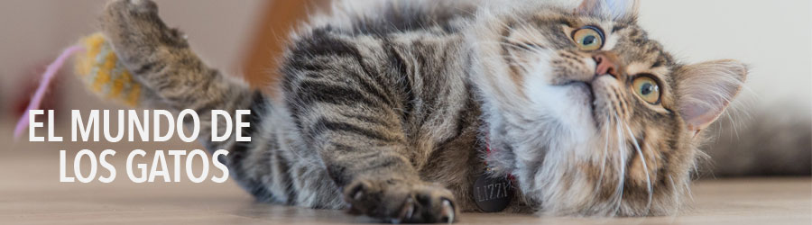 El mundo de los gatos: misterios y datos curiosos - De Pelos Compañía