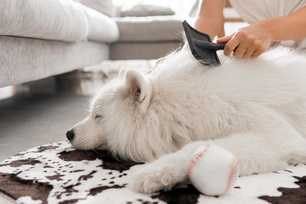 Cuidado del pelaje de perro: tipos y cómo mantenerlo sano - Blog De ...